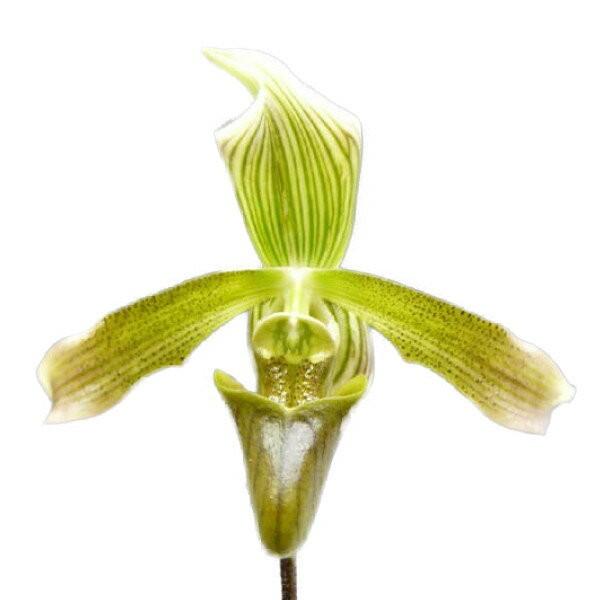 【花なし株】 パフィオペディラム ジャバニカム Paph.javanicum (Lombok) 原種 3号鉢 25cm 開花サイズ(BS) : スズキラン園 - 通販 - Yahoo!ショッピング