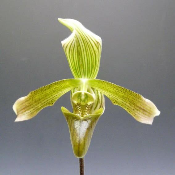 【花なし株】 パフィオペディラム ジャバニカム Paph.javanicum (Lombok) 原種 3号鉢 25cm 開花サイズ(BS) : スズキラン園 - 通販 - Yahoo!ショッピング