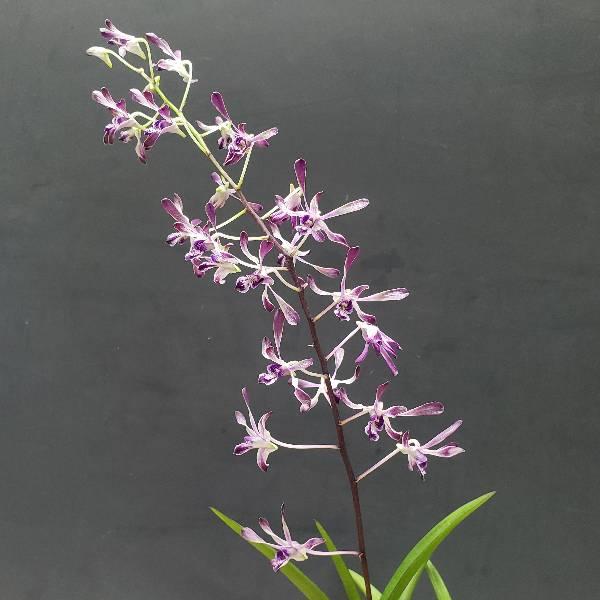 【花なし株】 デンドロビューム ブルートインクル ‘イケヤ’ Den.Blue Twinkle ‘Ikeya’ 交配種 3号鉢 15cm 開花 ...