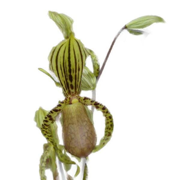 【花なし株】 パフィオペディラム スパルディー Paph.supardii 1芽立ち 原種 4号鉢 25cm 開花サイズ(BS) : スズキ ...