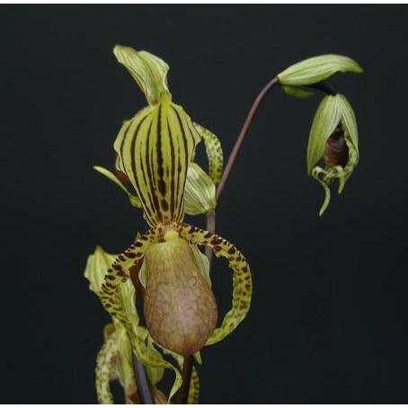 【花なし株】 パフィオペディラム スパルディー Paph.supardii 1芽立ち 原種 4号鉢 25cm 開花サイズ(BS) : スズキ ...