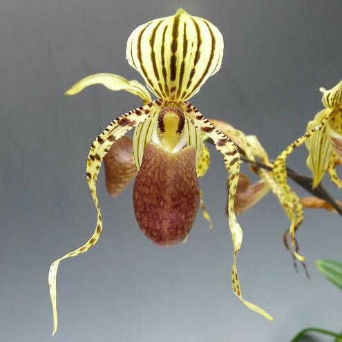 【花なし株】 パフィオペディラム スパルディー Paph.supardii 1芽立ち 原種 4号鉢 25cm 開花サイズ(BS) : スズキ ...