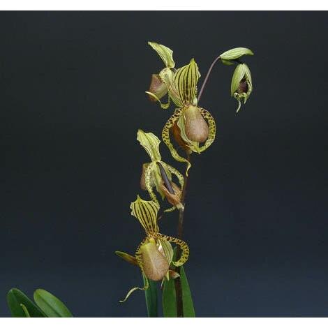 【花なし株】 パフィオペディラム スパルディー Paph.supardii 1芽立ち 原種 4号鉢 25cm 開花サイズ(BS) : スズキ ...