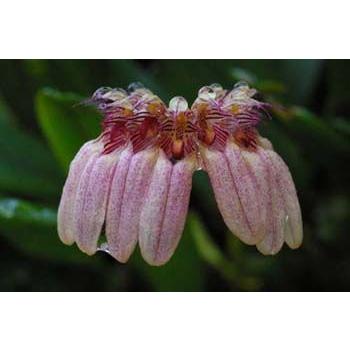 洋蘭苗 Bulb.roxburghii バルボフィラム属ロクバーギー : 洋蘭花市場 - 通販 - Yahoo!ショッピング