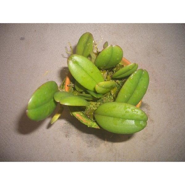 洋蘭苗 Bulb.roxburghii バルボフィラム属ロクバーギー : 洋蘭花市場 - 通販 - Yahoo!ショッピング