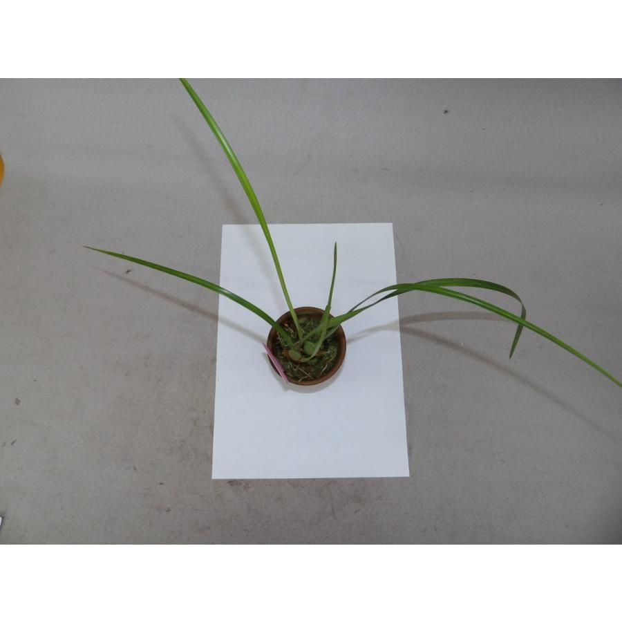 Max.tenuifoliaマキシラリア属．テヌイフォリア : 洋蘭花市場 - 通販 - Yahoo!ショッピング