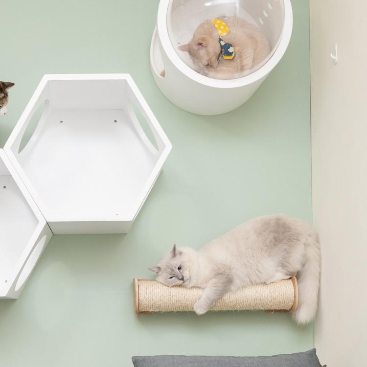 MYZOO マイズー CYLINDER シリンダー 取付プレートセット 爪とぎポール 【1セット】 #猫 キャット ウォーク ステップ タワー おしゃれ 棚 アクリル 壁付け : パーツEX ...