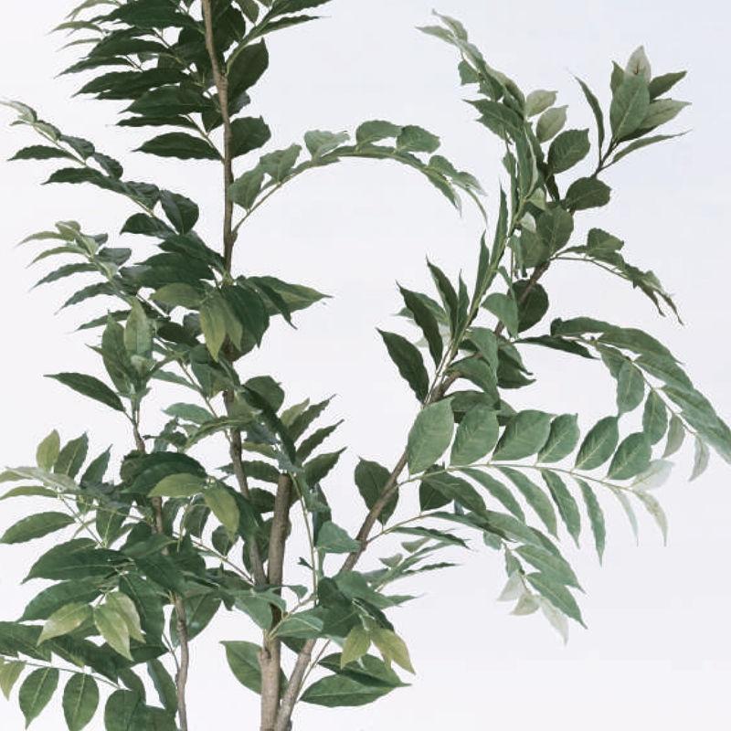 人工観葉植物 コーヒーの木 ポット 205 （1個入り） 992070 （代引き不可） p45 : 人形のゆめさき - 通販 - Yahoo!ショッピング