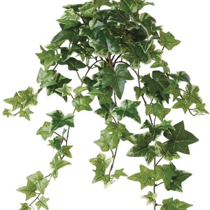 人工観葉植物 セージアイビー ブッシュ 長さ60cm （P143-99252) （代引き不可） : 人形のゆめさき - 通販 - Yahoo!ショッピング