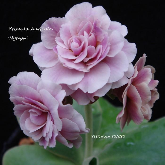 [山野草] プリムラ・オーリキュラ「ニンフ」 : 湯沢園芸 - 通販 - Yahoo!ショッピング