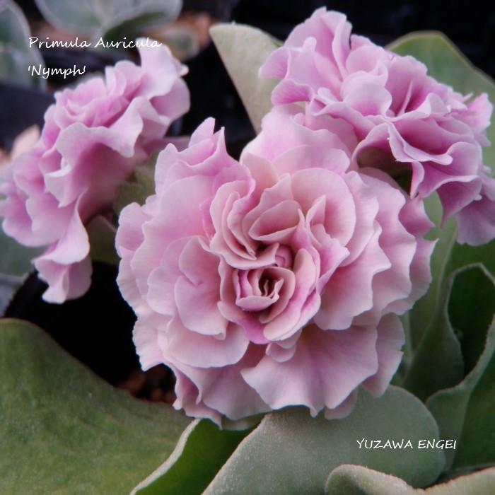 [山野草] プリムラ・オーリキュラ「ニンフ」 : primula-auricula-nymph : 湯沢園芸 - 通販 - Yahoo!ショッピング