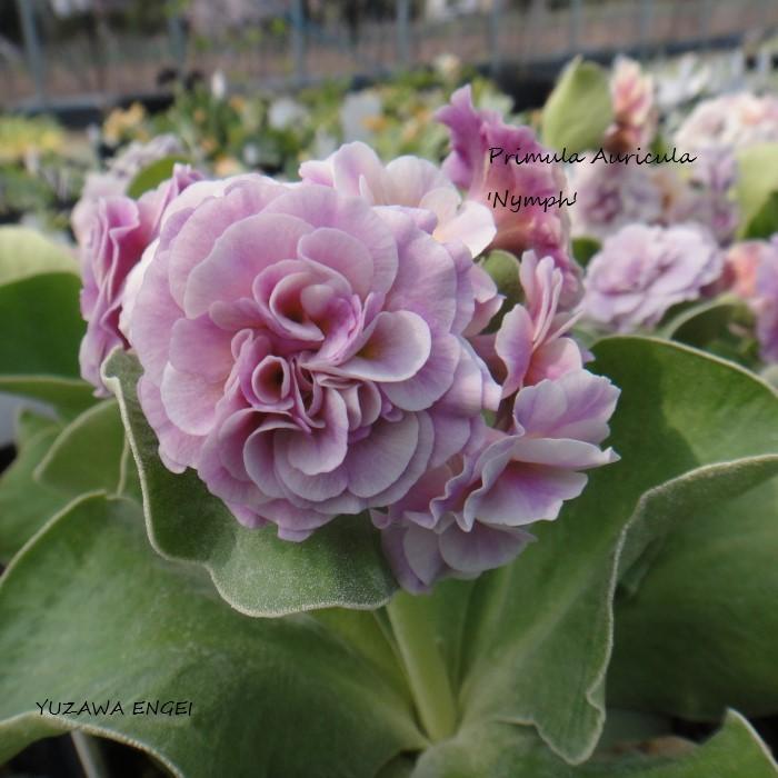 [山野草] プリムラ・オーリキュラ「ニンフ」 : primula-auricula-nymph : 湯沢園芸 - 通販 - Yahoo!ショッピング