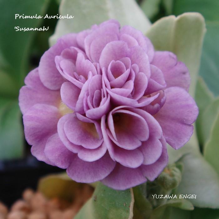 [山野草] プリムラ・オーリキュラ「スザンナ」 : 湯沢園芸 - 通販 - Yahoo!ショッピング