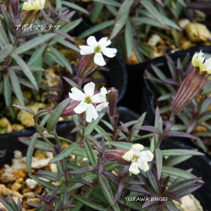 [山野草] アポイマンテマ : silene-repens-apoiensisa : 湯沢園芸 - 通販 - Yahoo!ショッピング