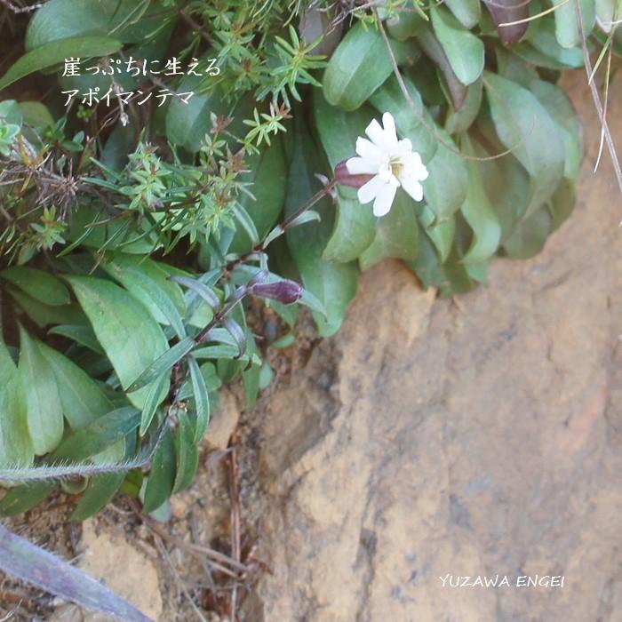 [山野草] アポイマンテマ :Silene-repens-apoiensisa:湯沢園芸 - 通販 - Yahoo!ショッピング