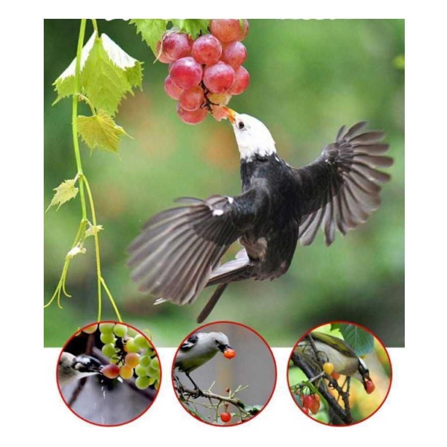 防鳥ネット 透明 5×10m 7×10m 鳥よけネット 菜園 果樹 ベランダ鳥よけネット スズメ カラス 鳩侵入防止 鳩よけネット 鳥害対策 防鳥網 : ゆずちゃんshop - 通販 ...