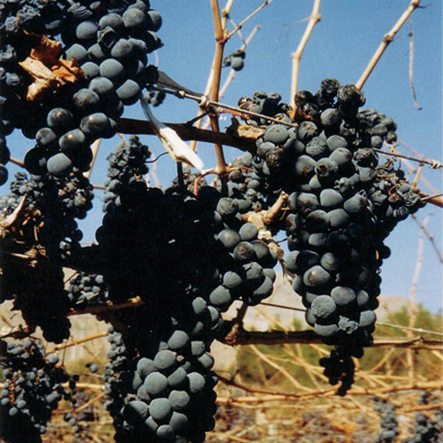 稲葉 ポイント10倍 カルムネール レセルバ ペドリスカル シングル ヴィンヤード [W068] 1ケース(12本) 送料無料 : YY卓杯便Z - 通販 - Yahoo!ショッピング